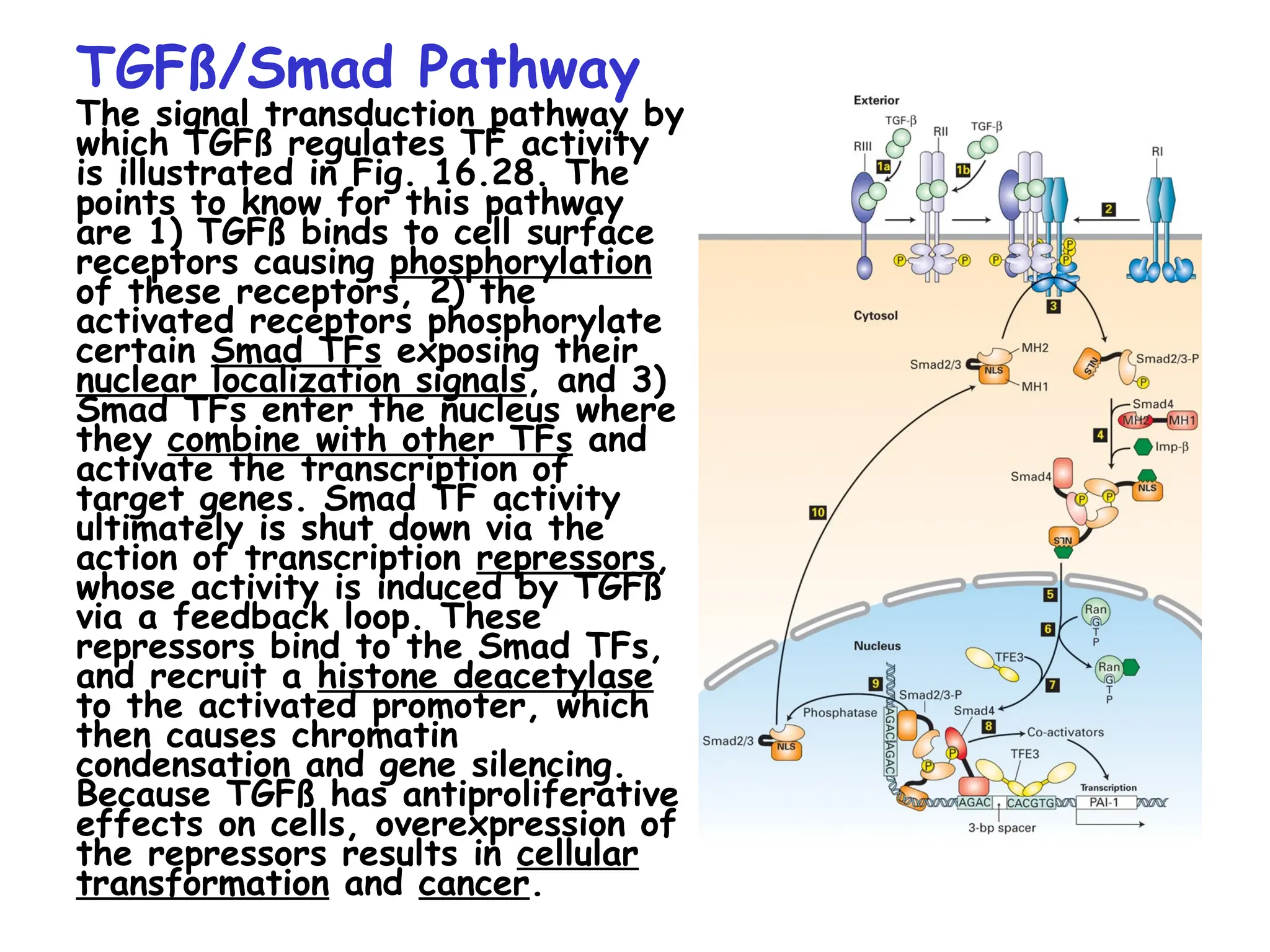 gene signaling and its application in tissue engineering | PPT