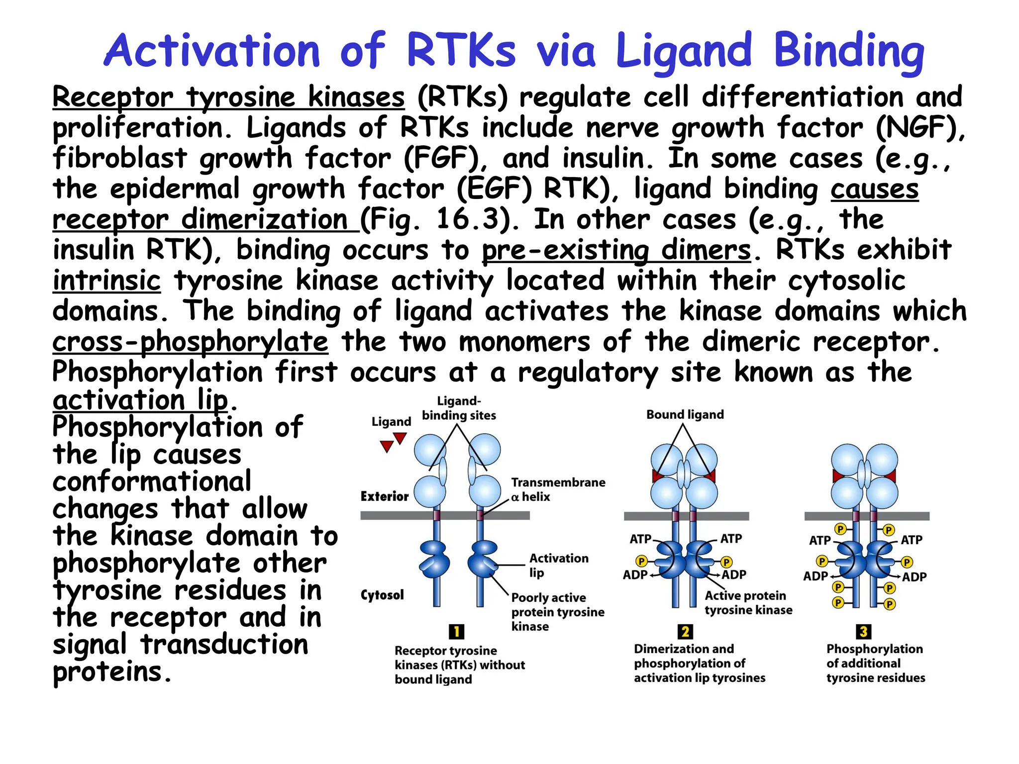 gene signaling and its application in tissue engineering | PPT