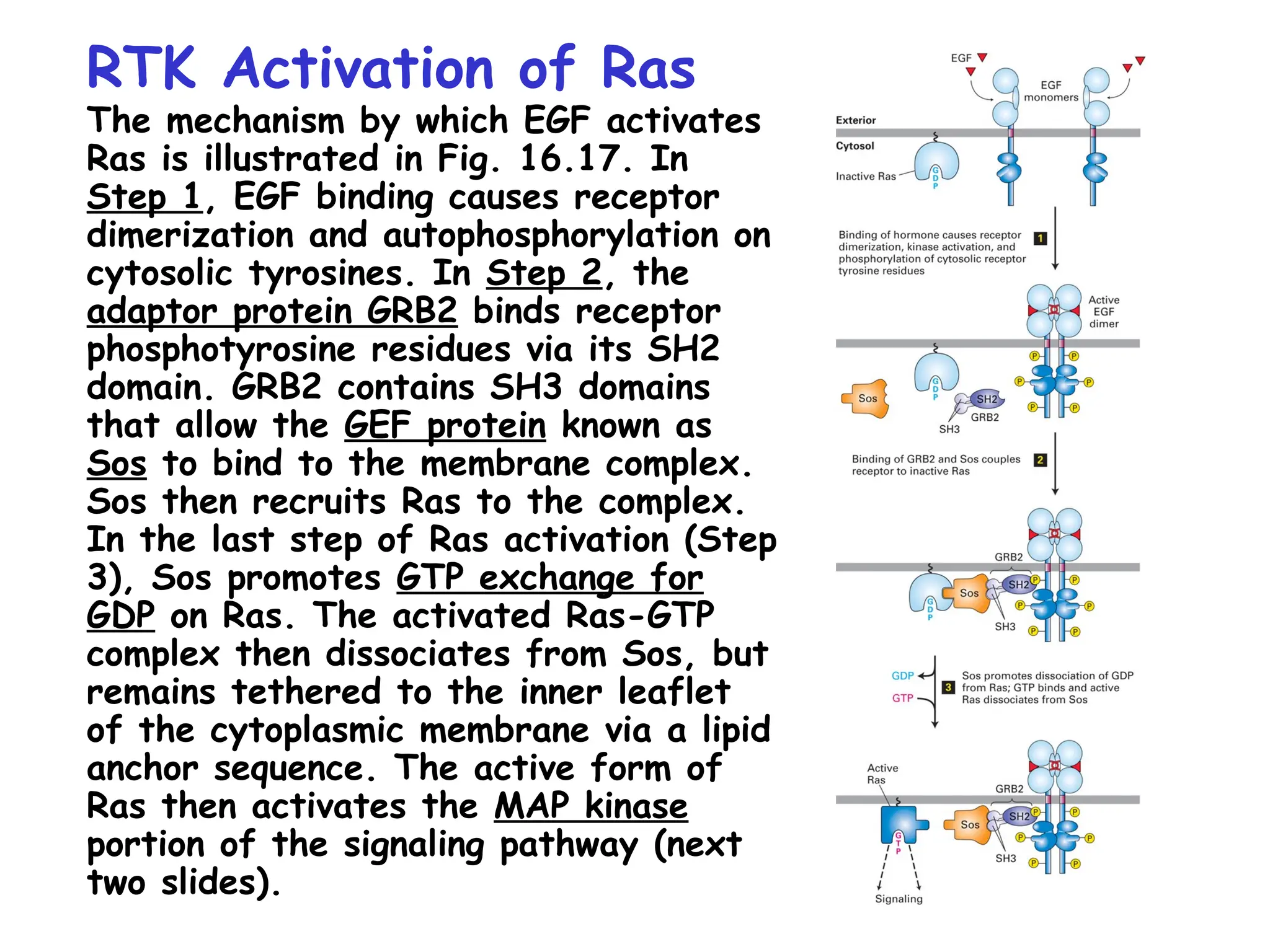 gene signaling and its application in tissue engineering | PPT