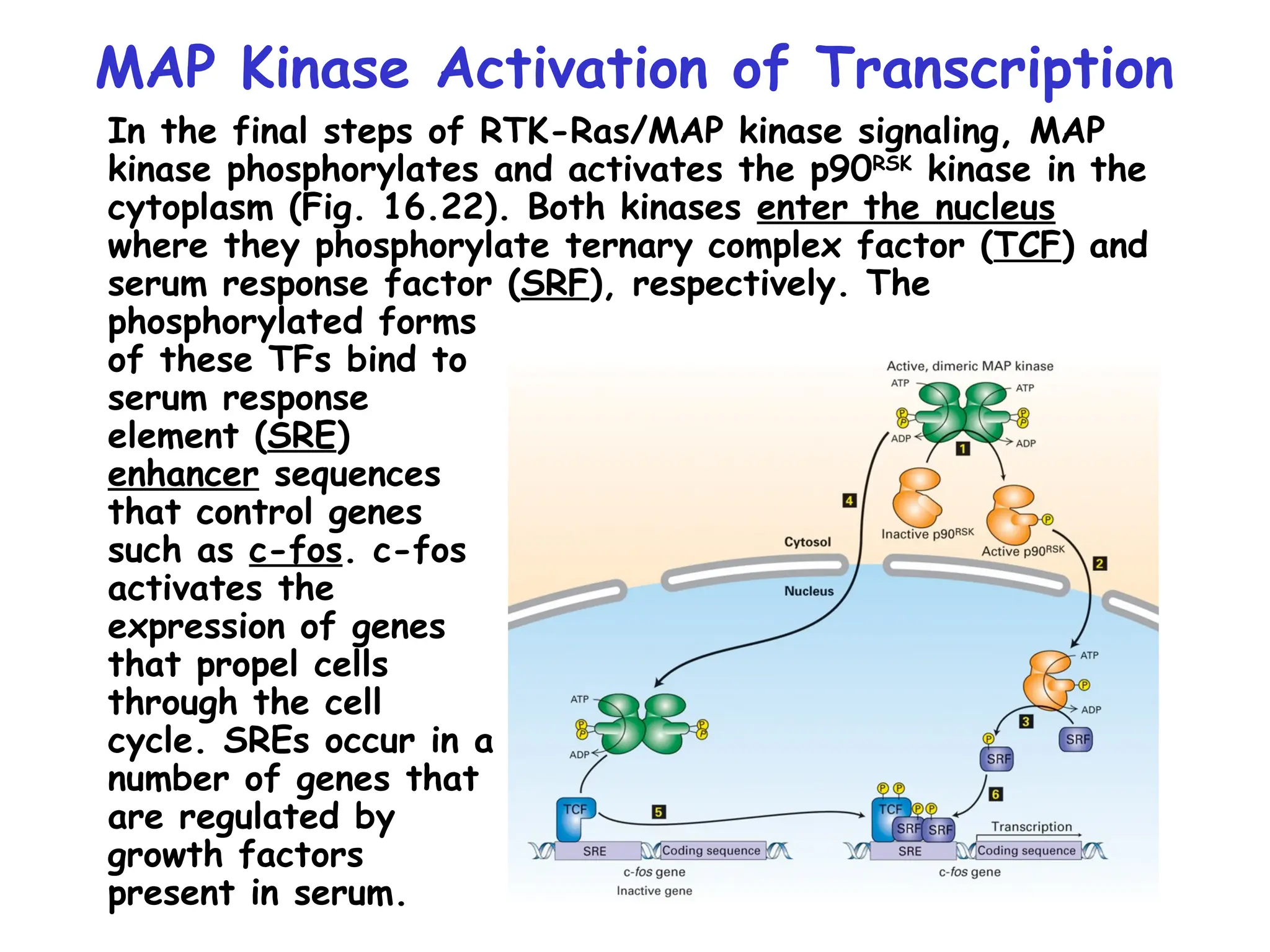 gene signaling and its application in tissue engineering | PPT
