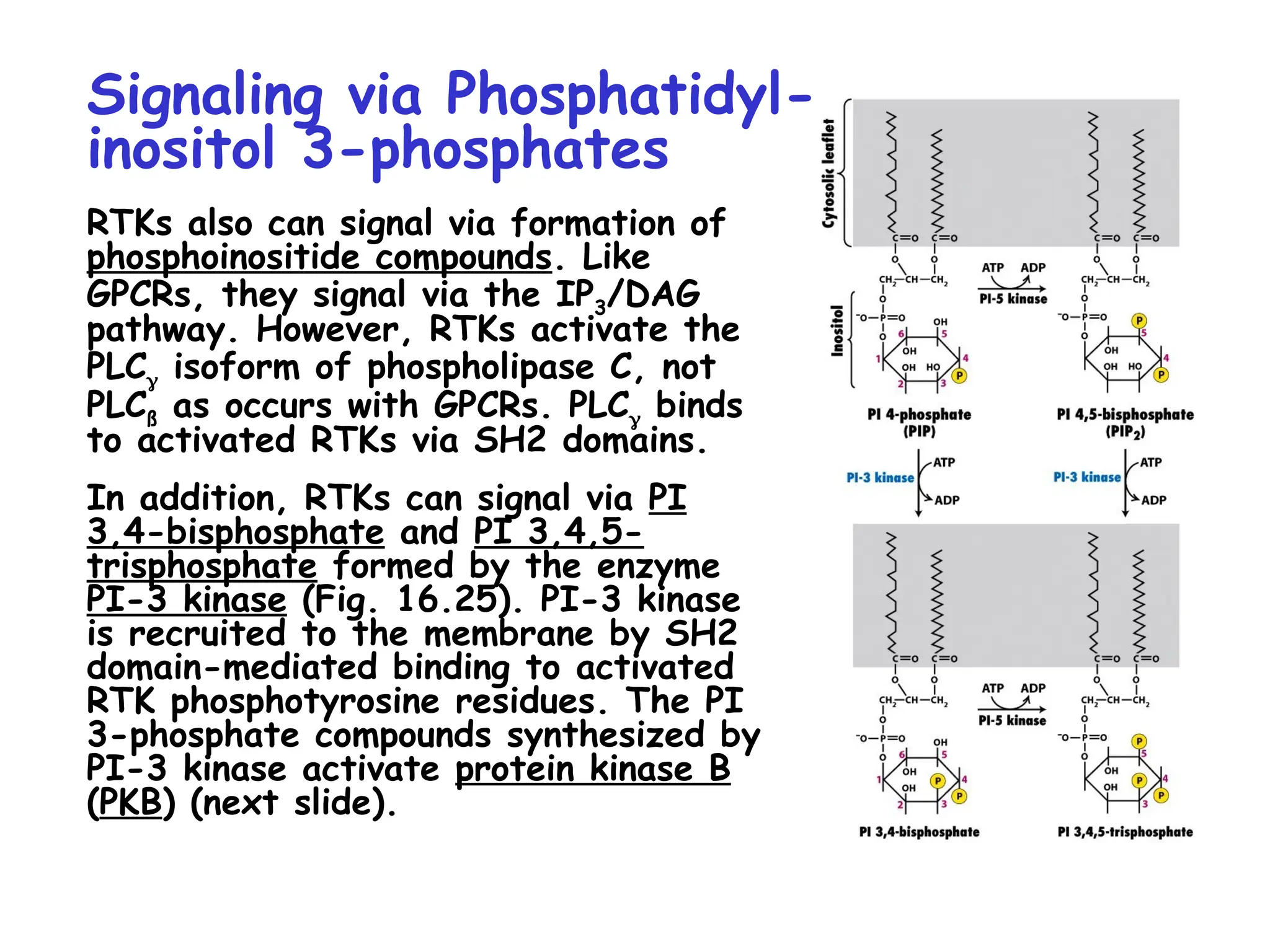 gene signaling and its application in tissue engineering | PPT