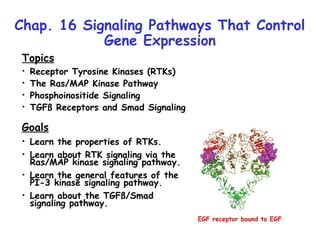 gene signaling and its application in tissue engineering | PPT