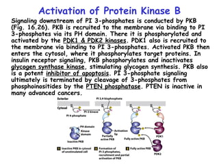 gene signaling and its application in tissue engineering | PPT