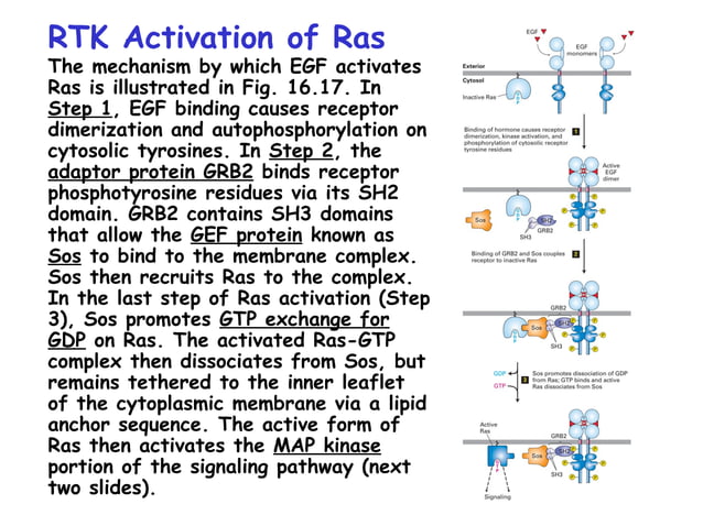 gene signaling and its application in tissue engineering | PPT