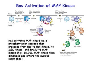 gene signaling and its application in tissue engineering | PPT