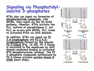 gene signaling and its application in tissue engineering | PPT