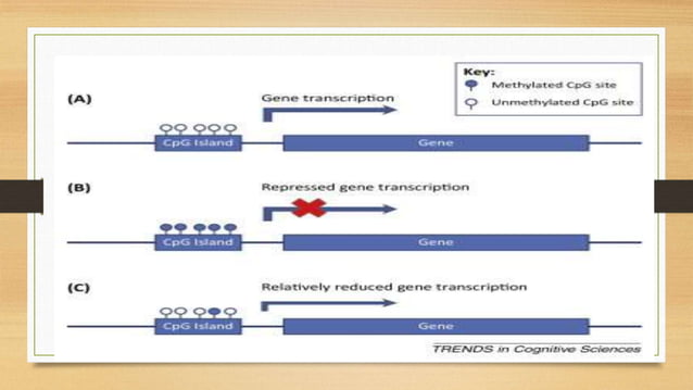 Gene silencing | PPT