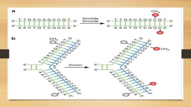 Gene silencing | PPT