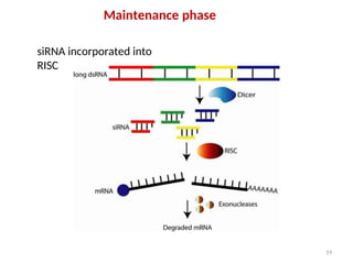 gene silencing method Gene silencing is generally defined as an ...