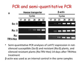 Gene silencing assaf's paper | PPT