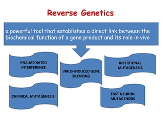Gene silencing assaf's paper | PPT