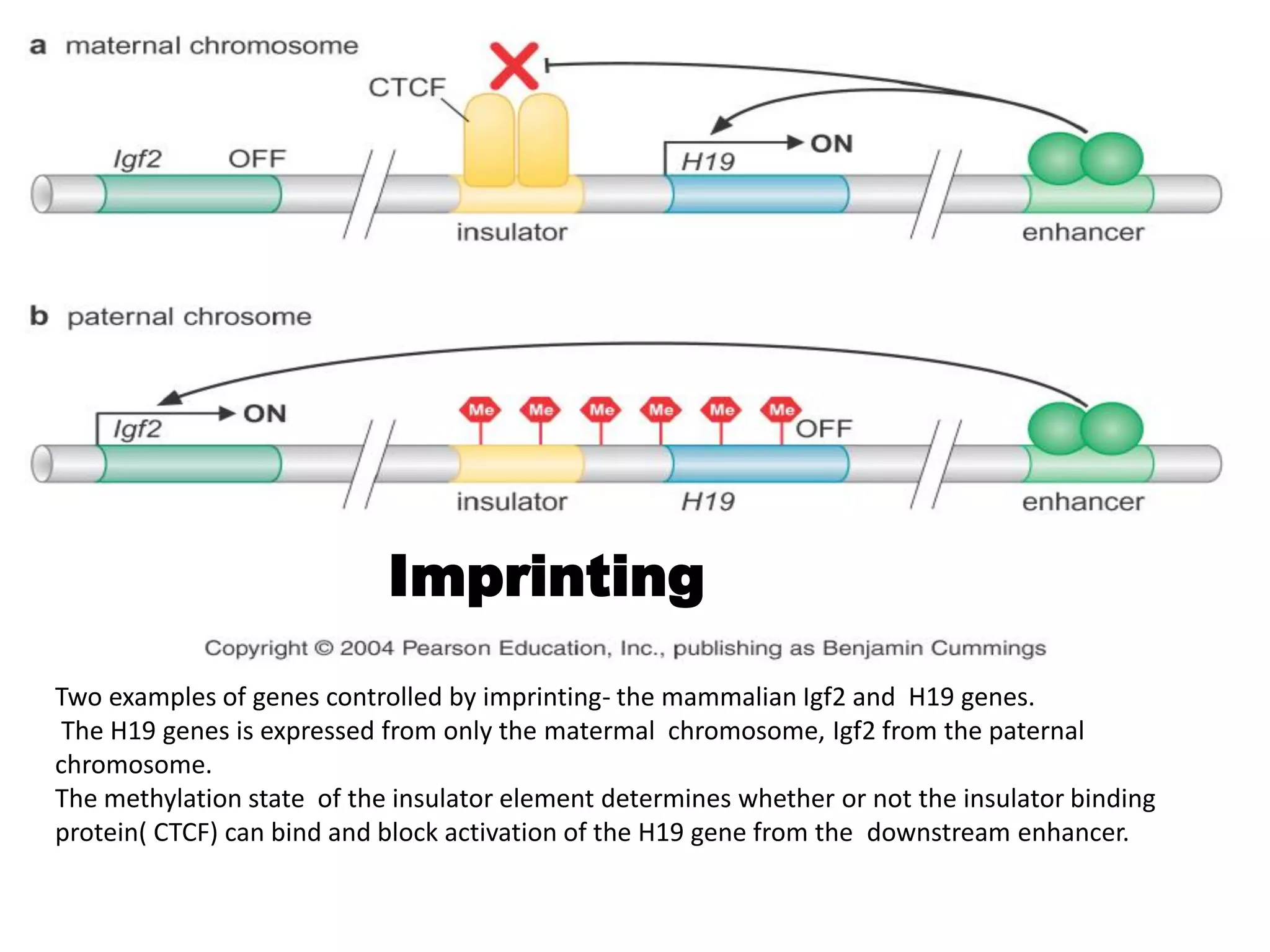 Gene silencing and its significance | PDF