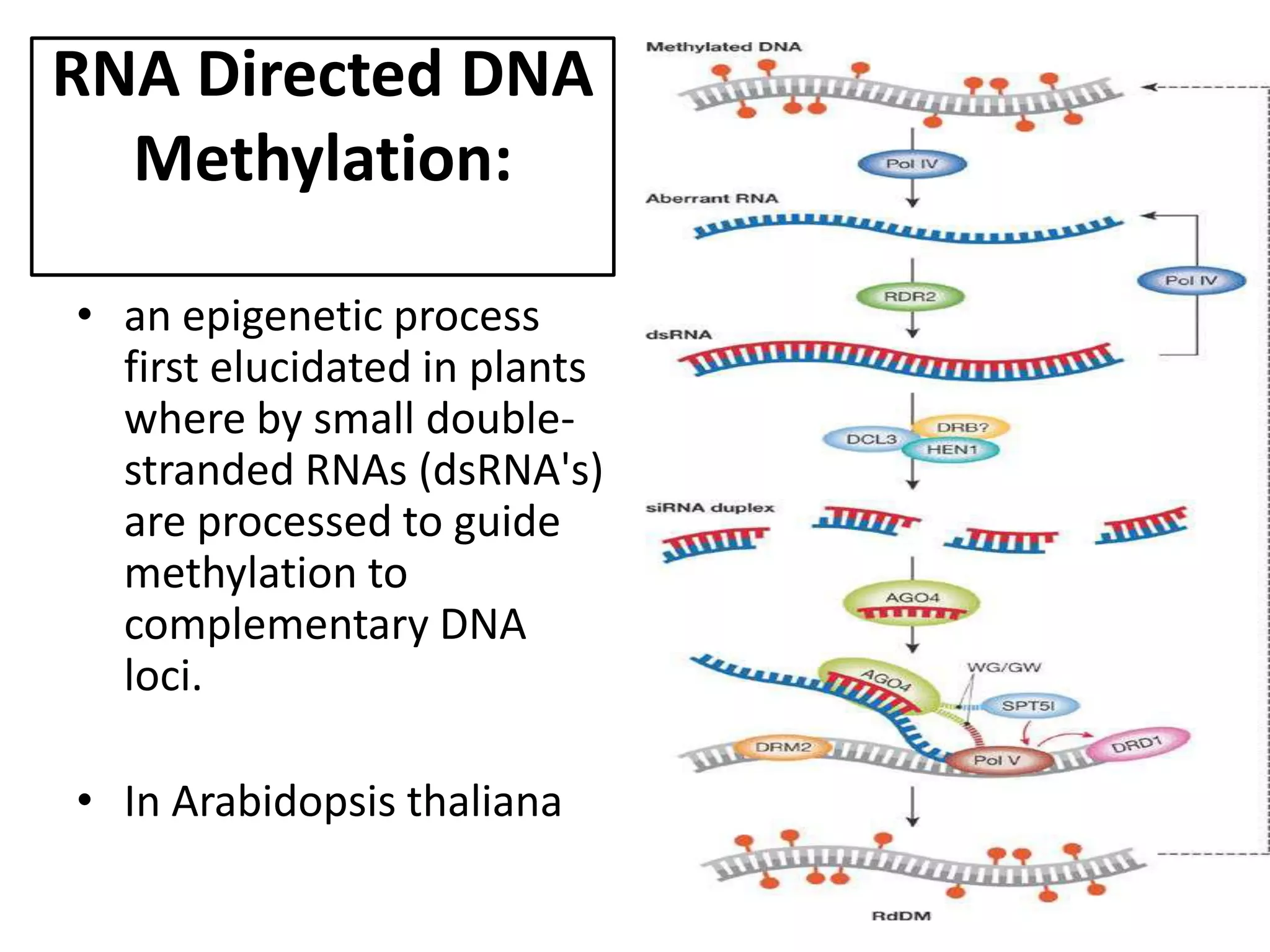 Gene silencing and its significance | PDF