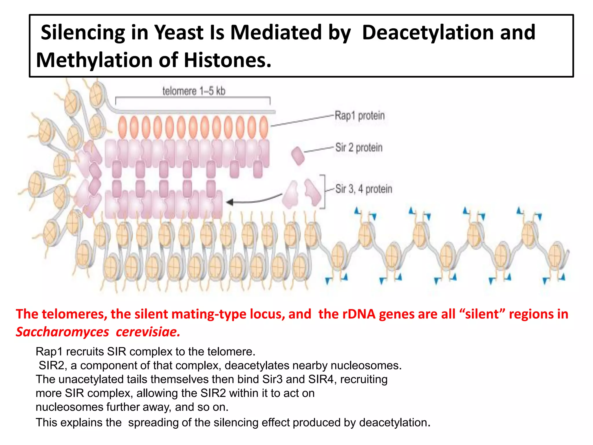 Gene silencing and its significance | PDF