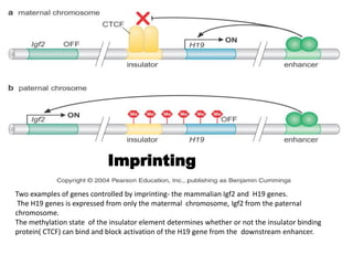 Gene silencing and its significance | PDF