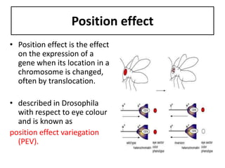 Gene silencing and its significance | PDF