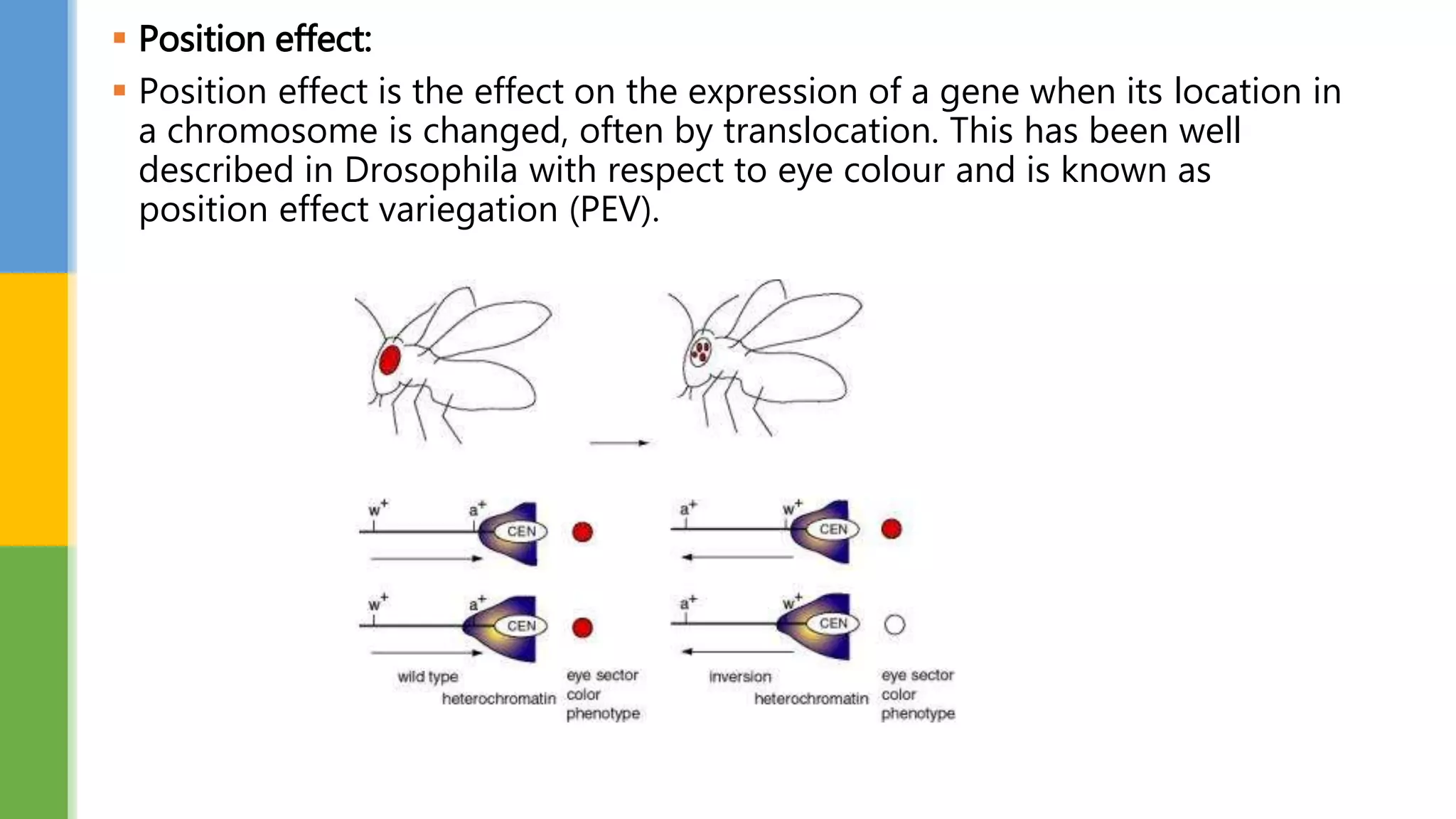 Gene silencing | PPTX