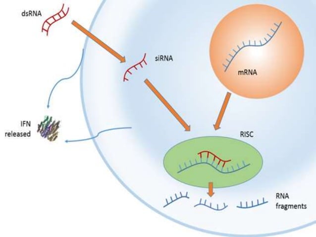 Gene silencing by RNA interference & Antisense therapy | PPT
