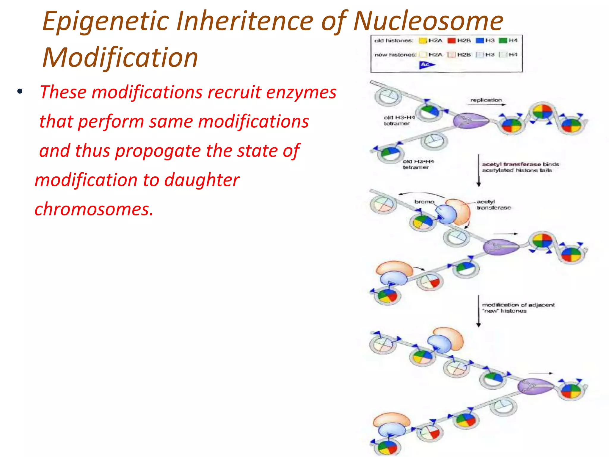 Gene Silencing by Histone Modification | PPTX