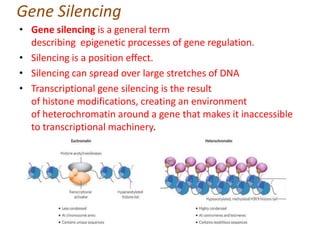 Gene Silencing by Histone Modification | PPTX