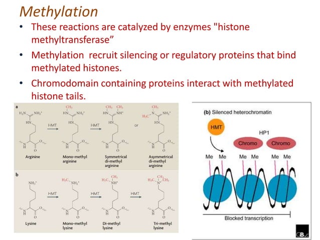 Gene Silencing by Histone Modification | PPT