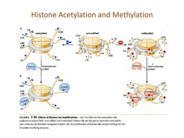 Gene Silencing by Histone Modification | PPT