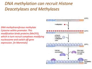 Gene Silencing by Histone Modification | PPT