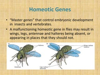Genes in Action | PPTX