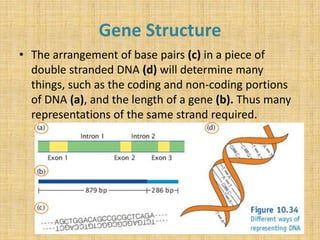 Genes in Action | PPTX
