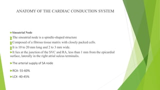 Genesis of cardiac | PPTX
