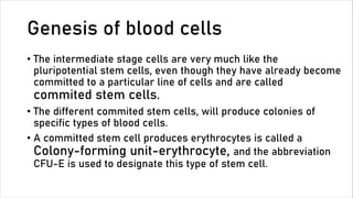 Genesis of Rbcs | PDF