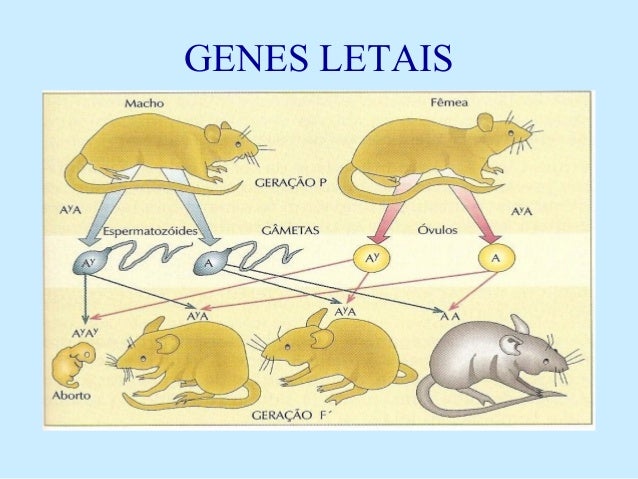 Genes letais
