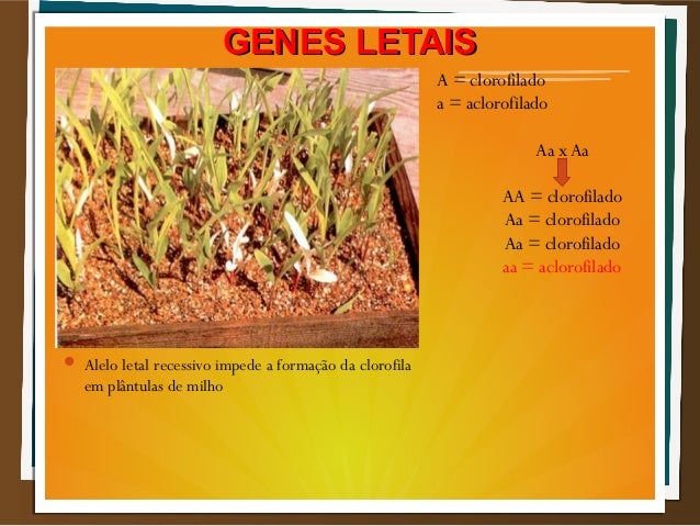 Genes letais