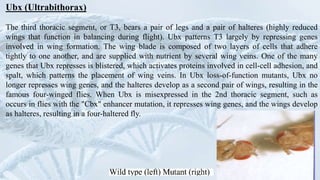 Gene structure | PPTX
