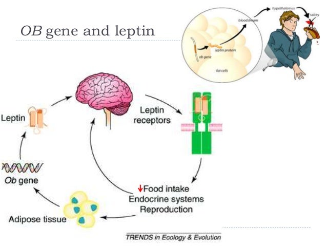 Genes related to aging, obesity and myocardial infarction