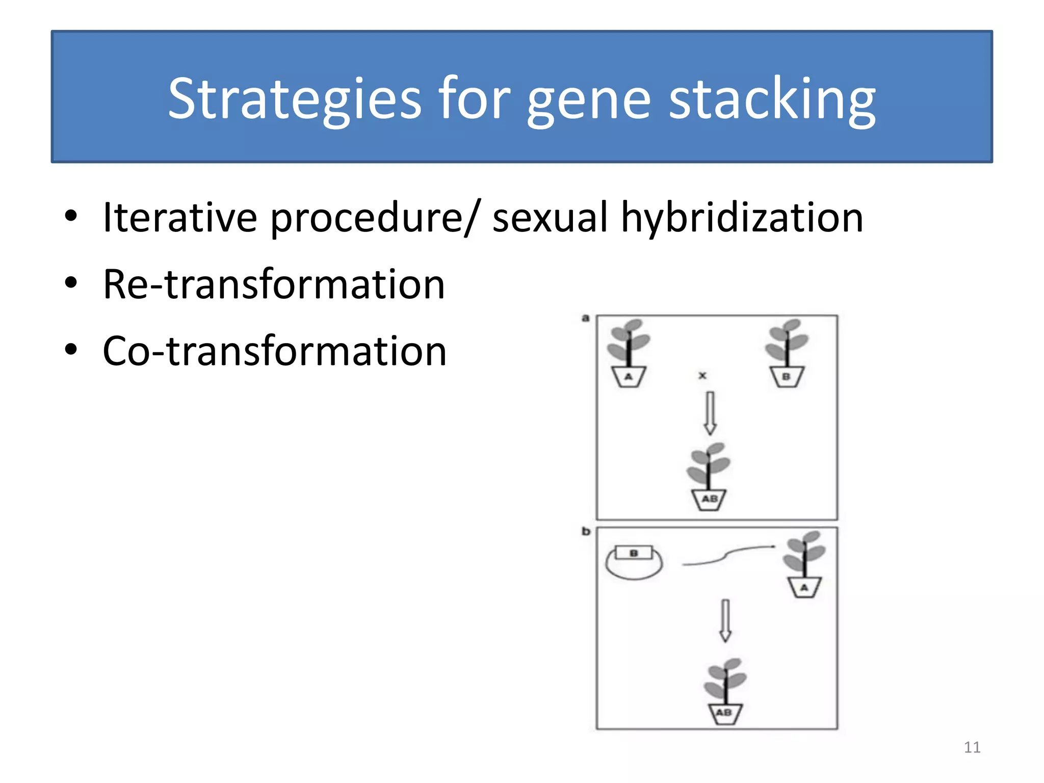 Gene stacking and its materiality in crop improvement | PDF