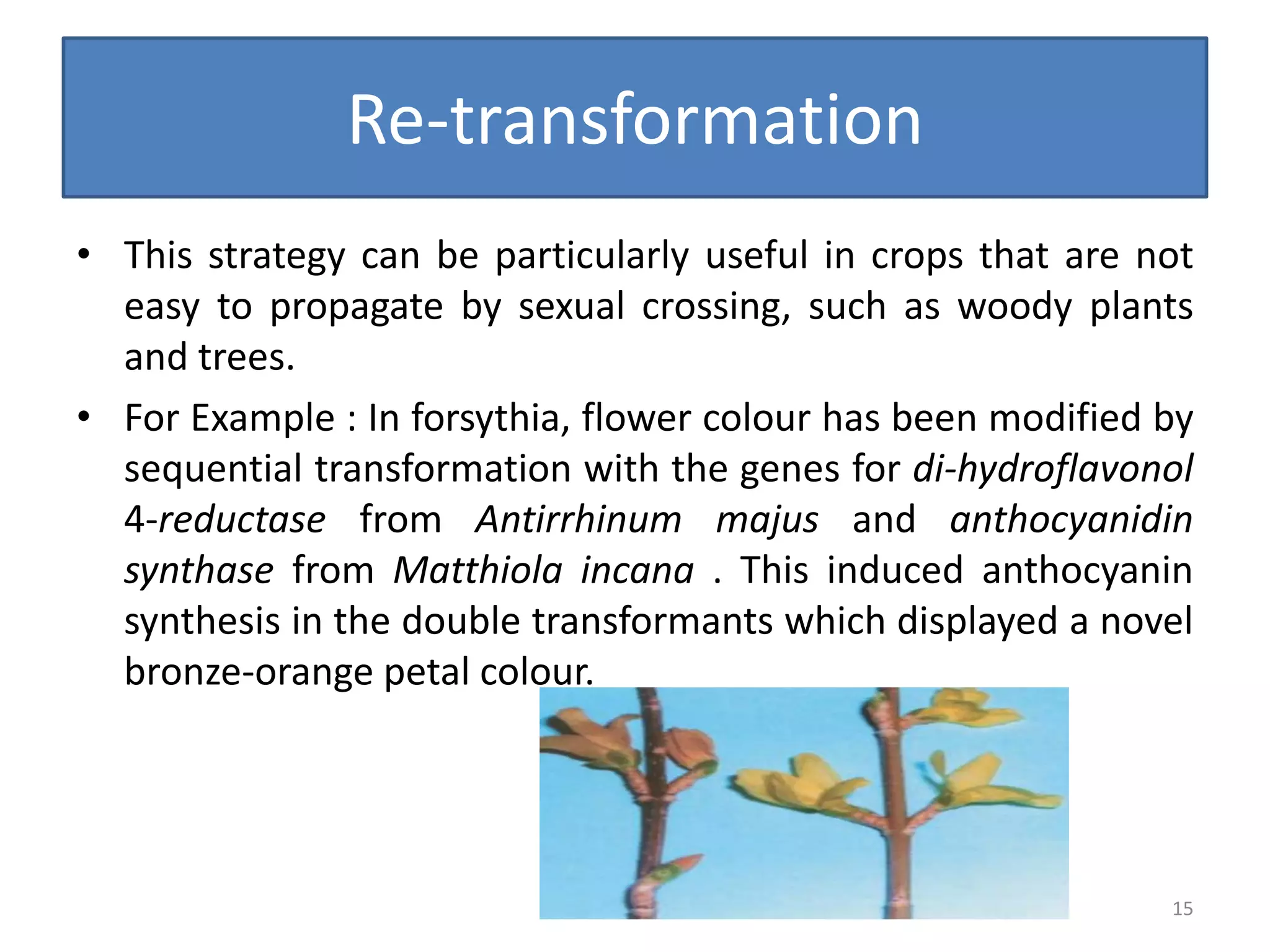 Gene stacking and its materiality in crop improvement | PDF