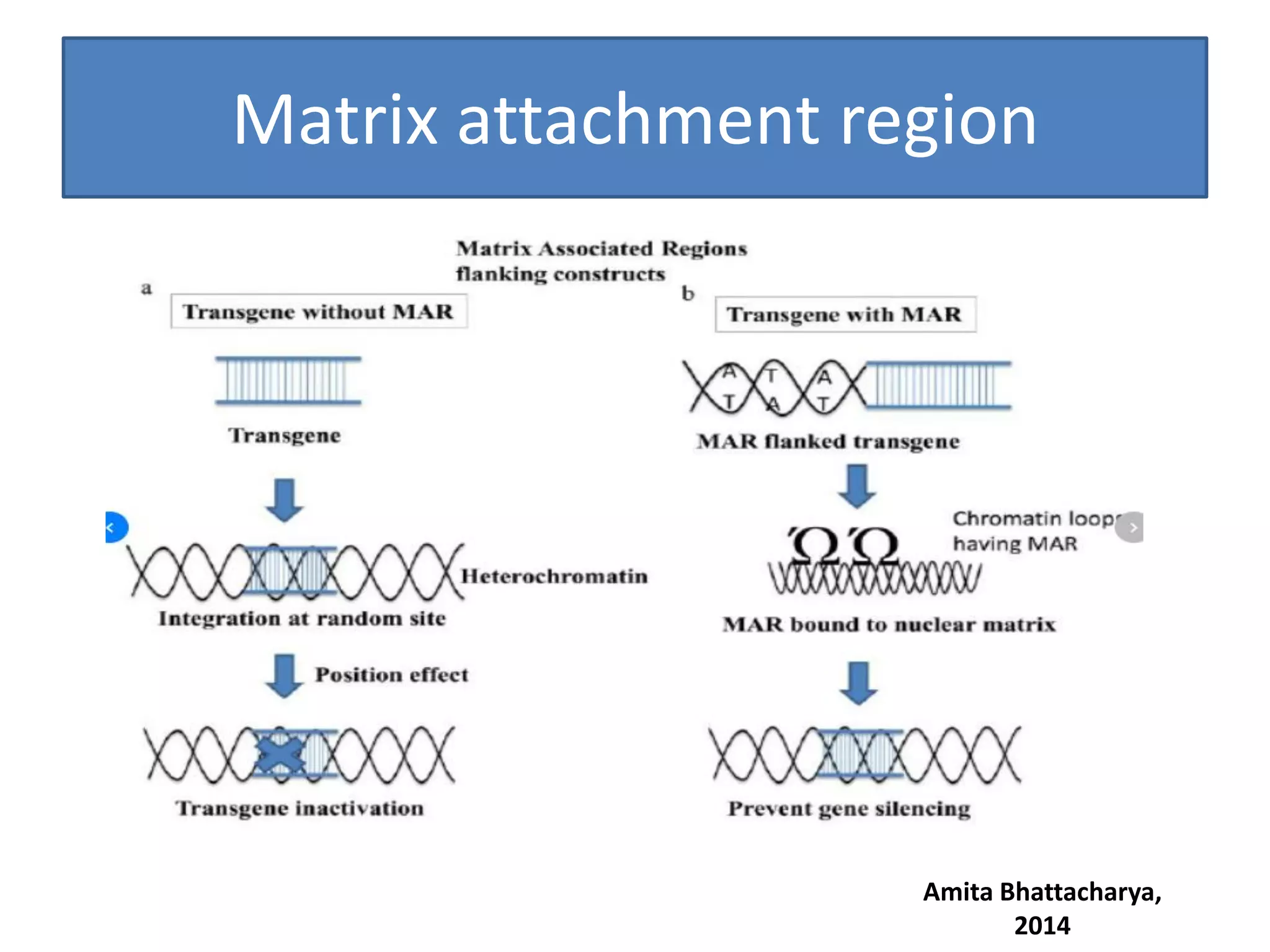 Gene stacking and its materiality in crop improvement | PDF