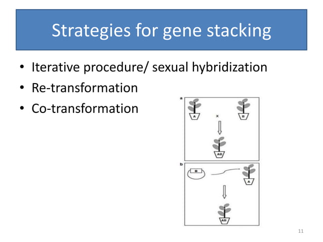 Gene stacking and its materiality in crop improvement | PDF