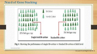 Gene stacking sk singh | PPTX