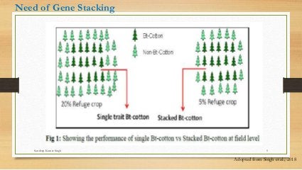 Gene stacking sk singh | PPTX