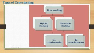 Gene stacking sk singh | PPTX