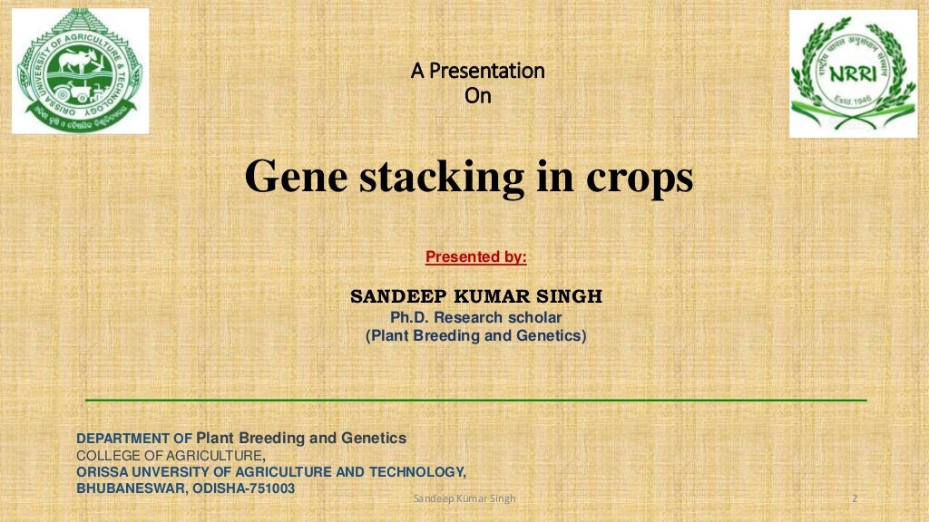 Gene stacking sk singh | PPTX