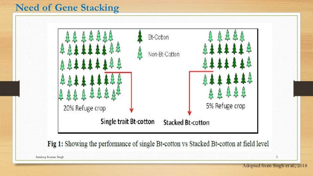 Gene stacking sk singh | PPTX