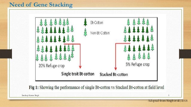 Gene stacking sk singh | PPTX