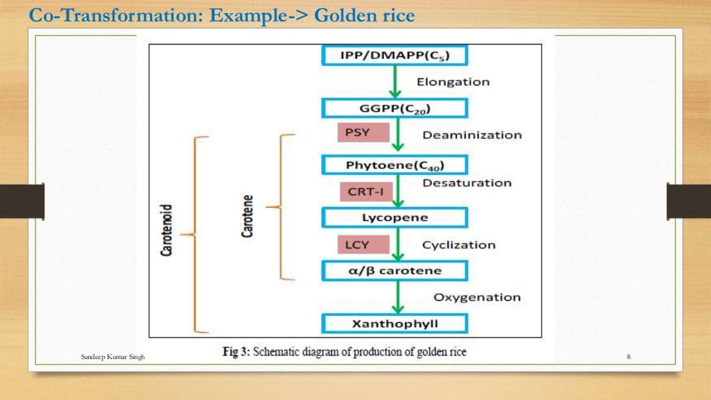 Gene stacking sk singh | PPTX