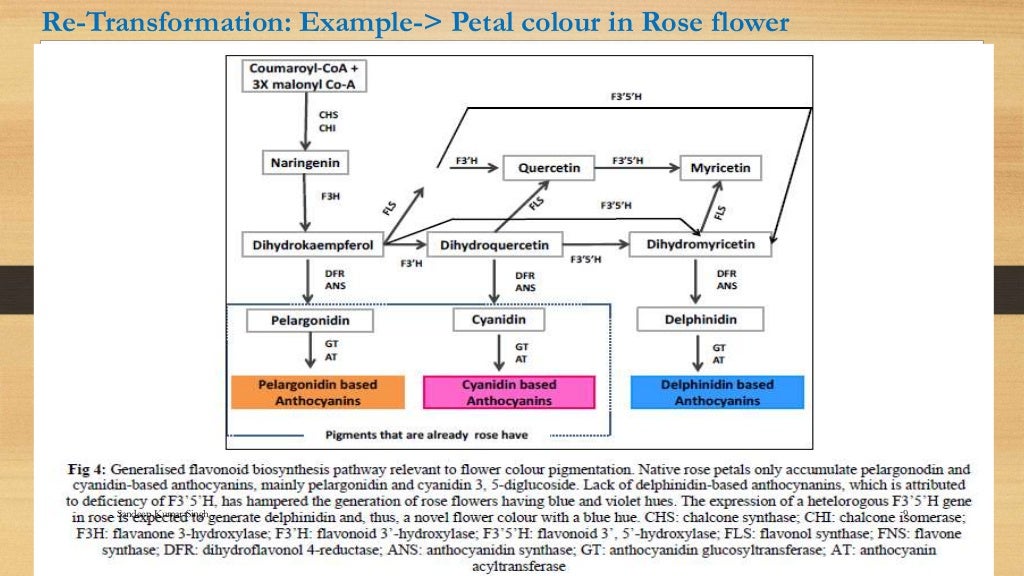 Gene stacking sk singh | PPTX