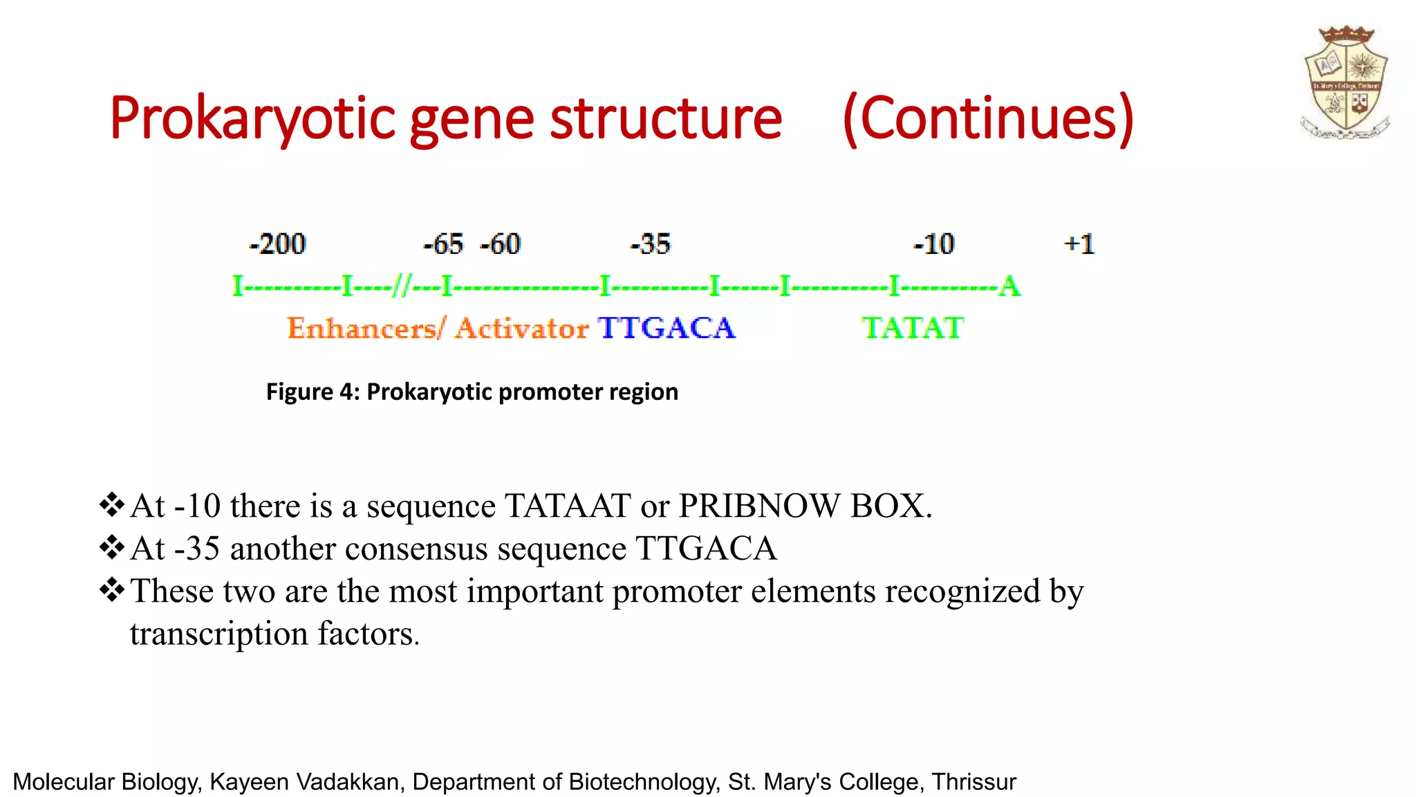 Gene structure | PPTX