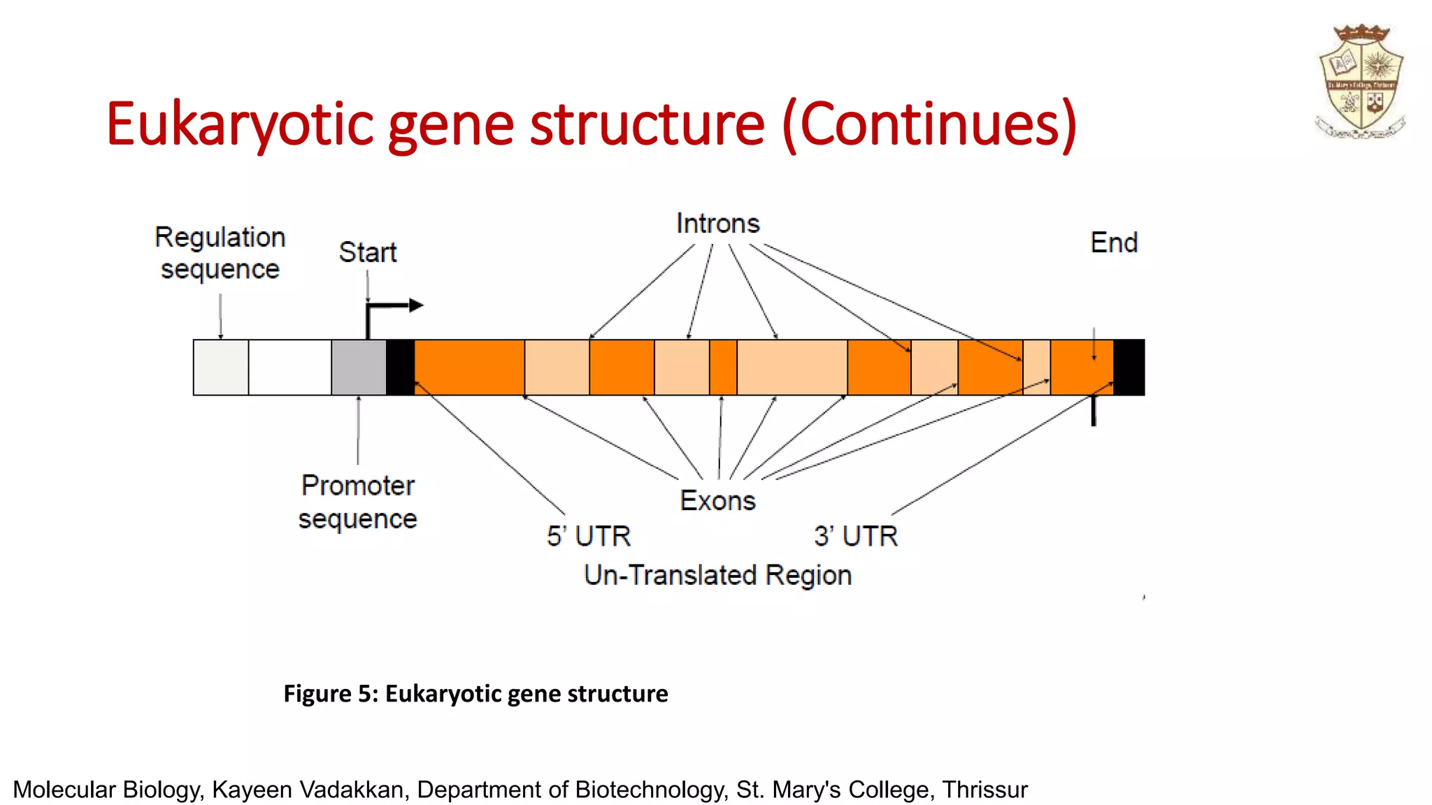 Gene structure | PPTX