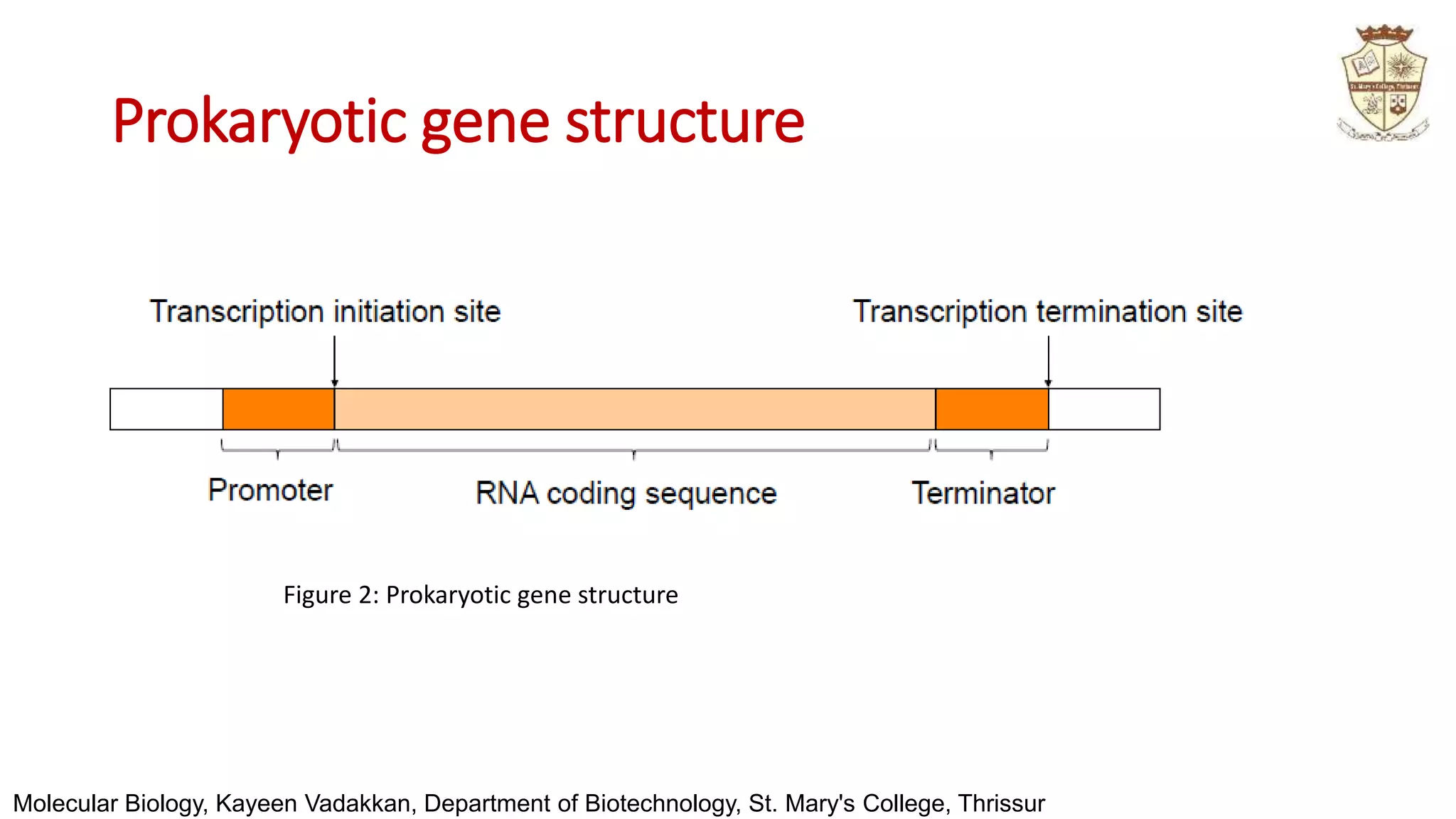 Gene structure | PPTX